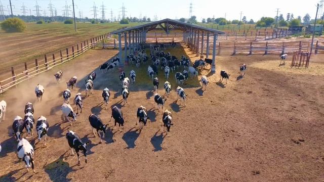 The TёLKI. Жизнь на ферме.