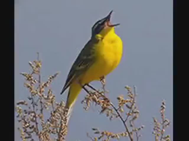 cавал ушкн - Вармана кене чух (Чаваш халх юрри