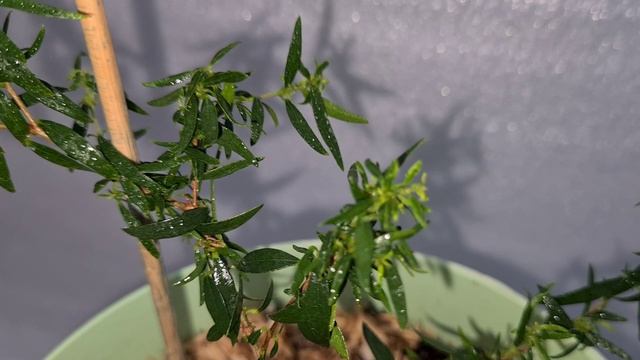 Серполистный 6