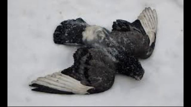 Ассоциации Барабаш А.