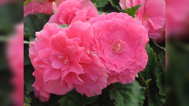 Не заказывайте растения почтой в мороз