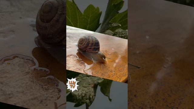 Расслабон #Улитка #релакс #Корнелюк