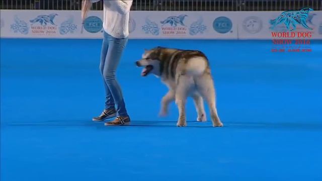 Дрессировка Dogdance