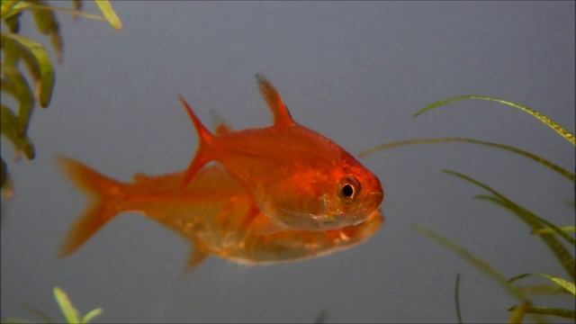 Hyphessobrycon amandae (Ember tetra).mp4