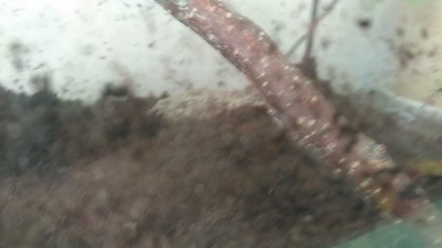 моему богомолу наконец-то понравился террариум