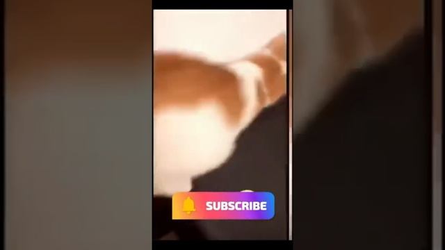 funny cats 38 #shorts