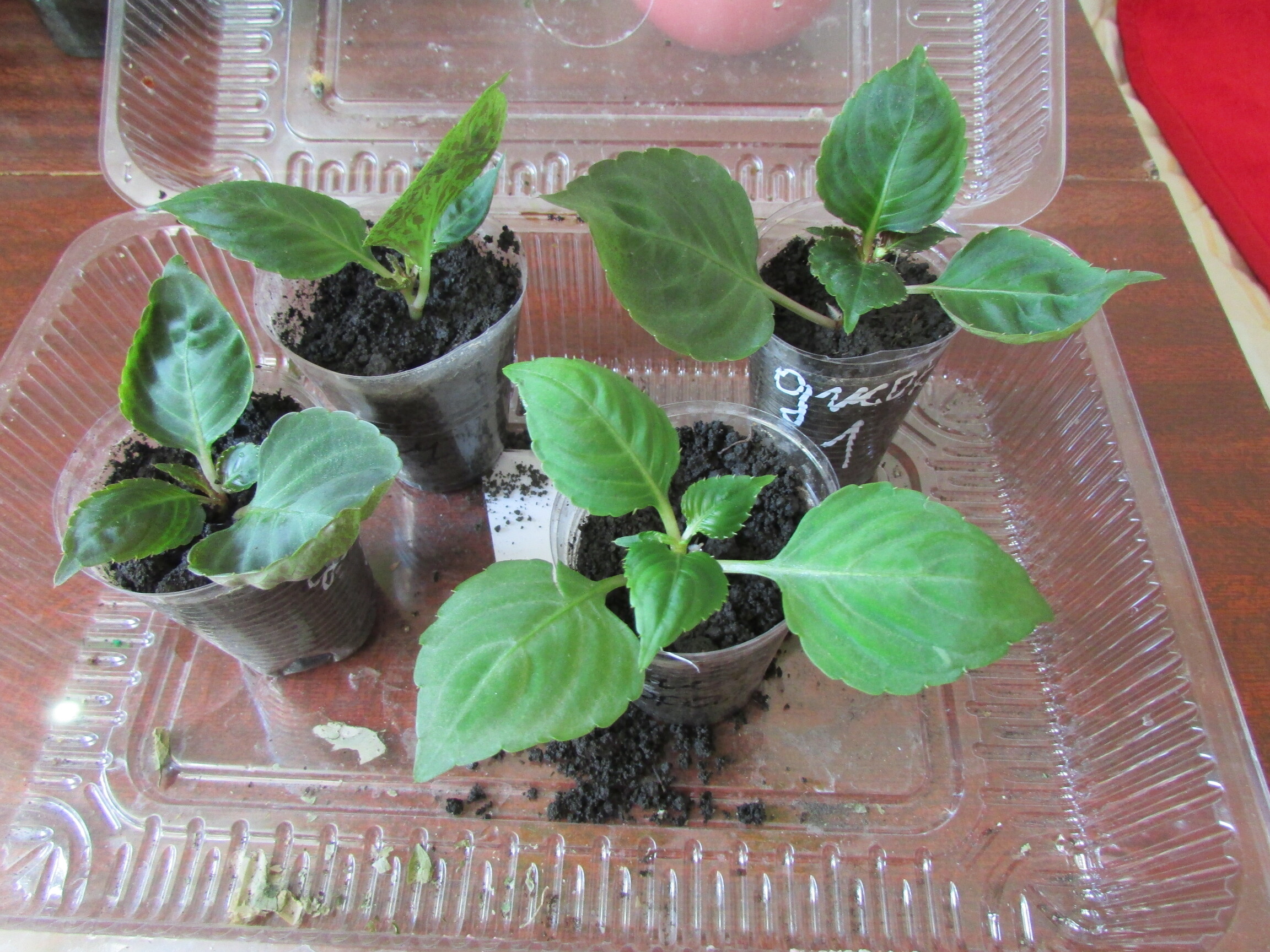 РЕЗУЛЬТАТ ЭКСПЕРИМЕНТА С УКОРЕНЕНИЕМ БАЛЬЗАМИНА!!!