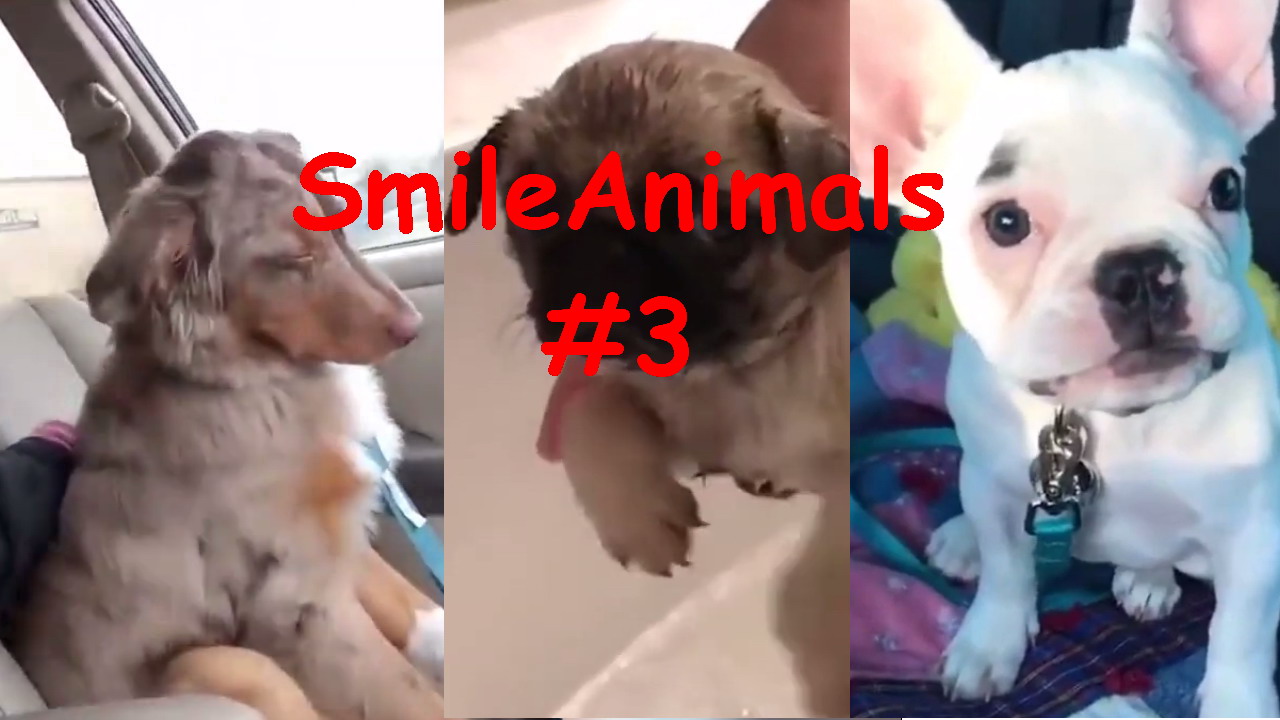 Коллекция Смешных Видео Про Собак и Кошек, Мобильный Массажный Кабинет, Смешные Видео Ролики до Слёз
