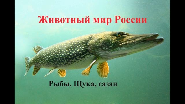 Рыбы. Щука, сазан