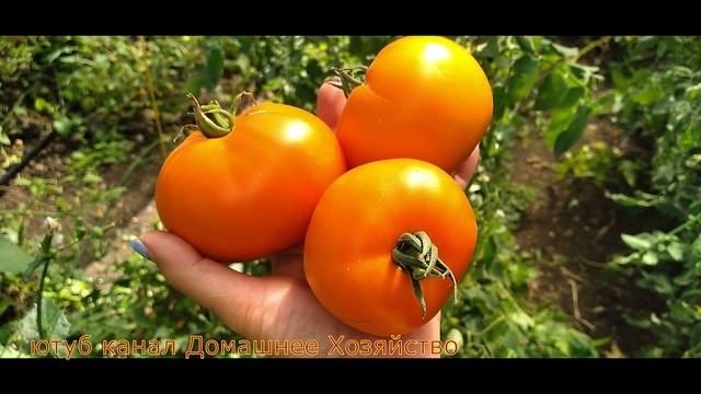 Обзор томата Хурма