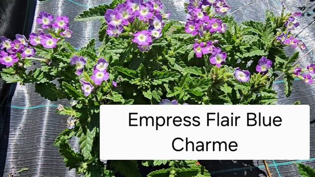 Вербена вегетативная в конце июня