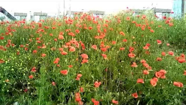 Анапа. Маки на улицах города.