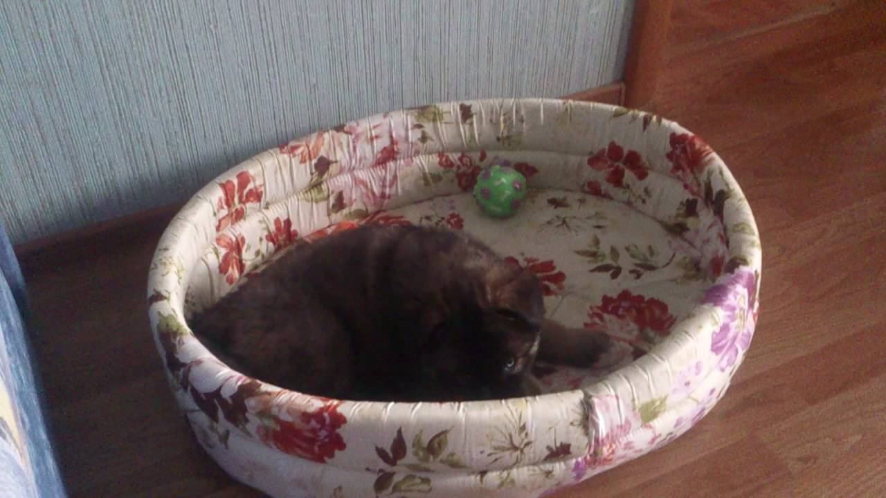 Медвежонок и сосиска