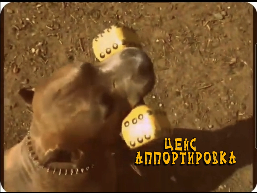 Аппортировка
Ам.стаф.терьер. Цейс