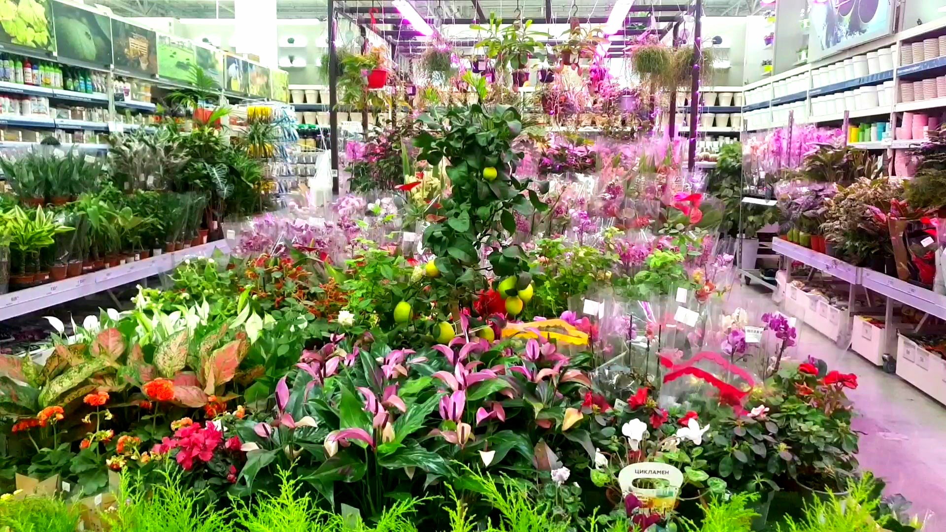 ☃️?ЛЕРУА МЕРЛЕН⚘ЦВЕТОЧКИ