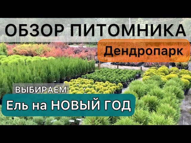 Хвойные, кустарники, многолетники для маленького сада Виды и Сорта. Дневник садовода