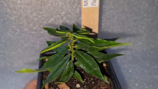 Мирт Персидский