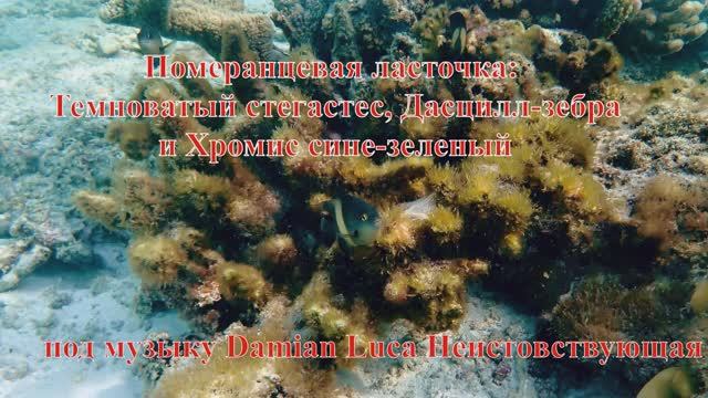 23. Померанцевая ласточка Темноватый стегастес, Дасцилл-зебра и Хромис сине-зеленый под музыку Dam