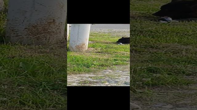 Пёс алкаш #собака #животные #shorts