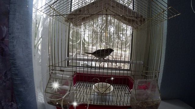 Чик чирикает "Дым над водой"