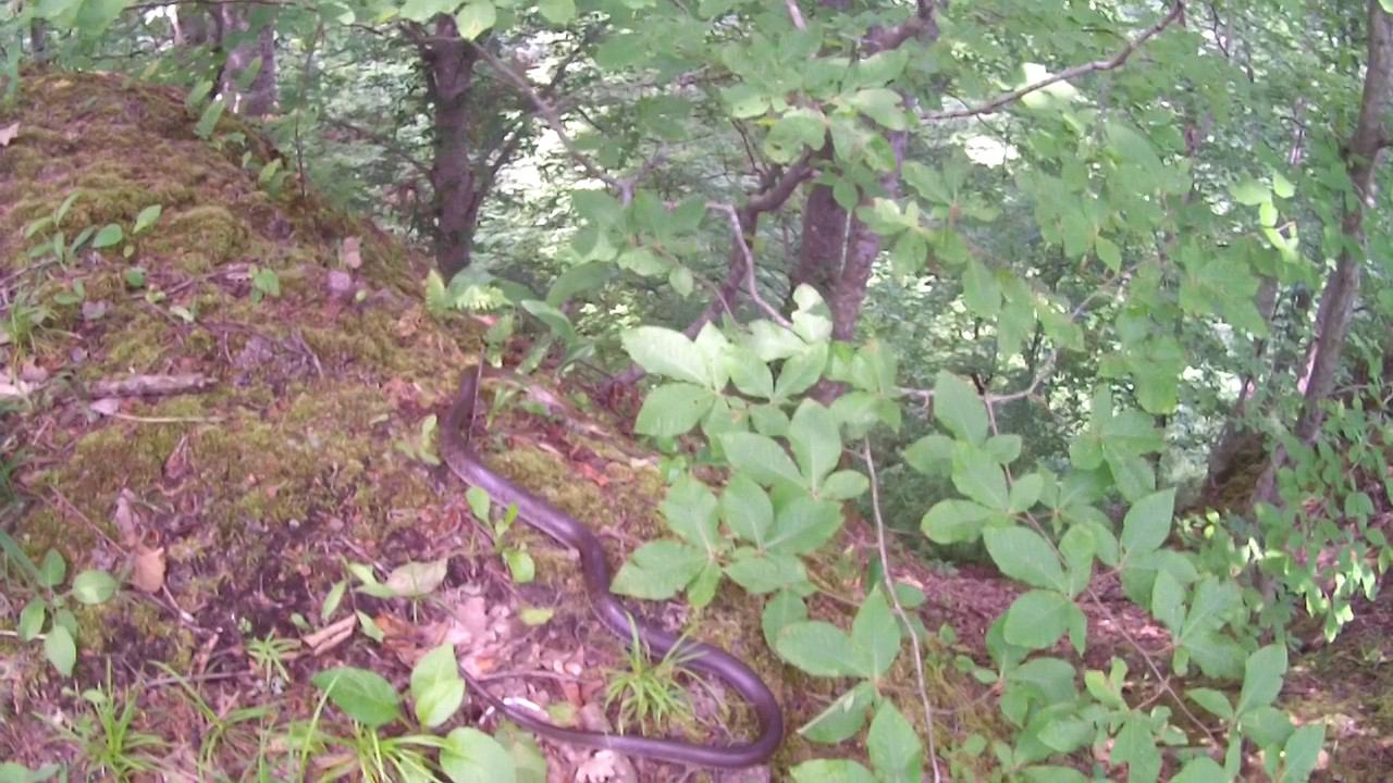 Каспийский полоз