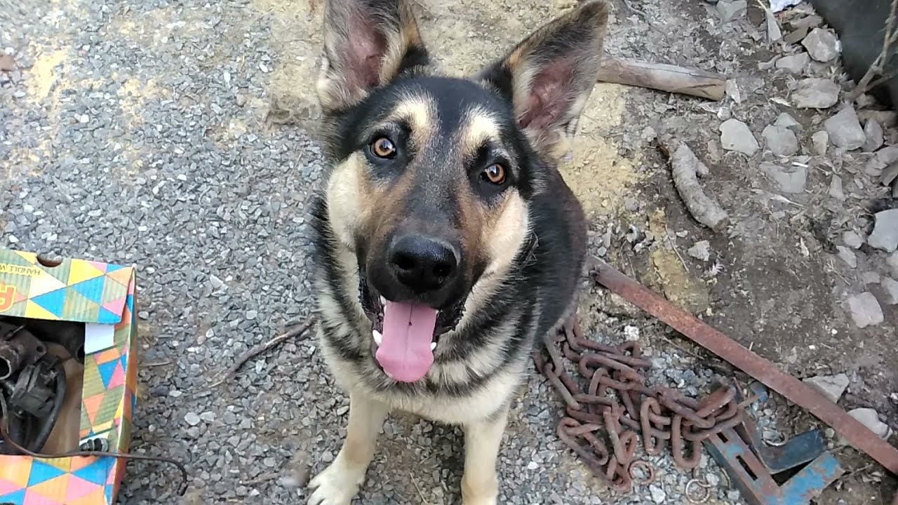 Собака и нос