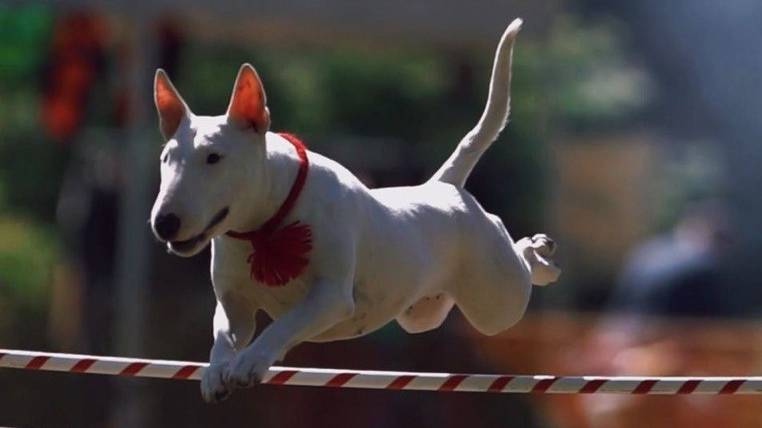 Миниатюрный бультерьер Йоши на соревнованиях по пит-стафф многоборью DogsEnergym в Санкт-Петербурге