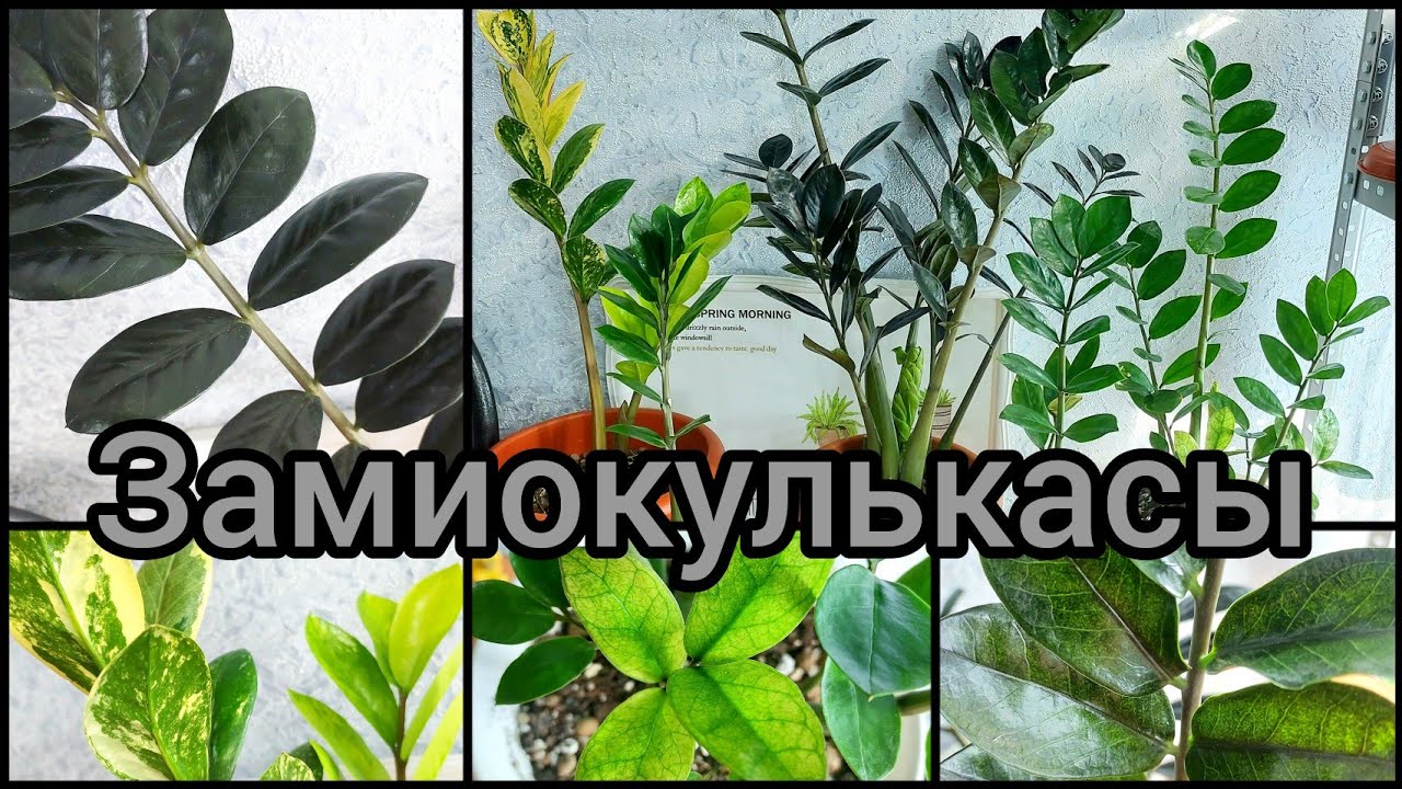 #ЗАМИОКУЛЬКАС ?Новый лист вариегатного из Леруа? #ОБЗОР коллекции? #размножение #цветы #растения