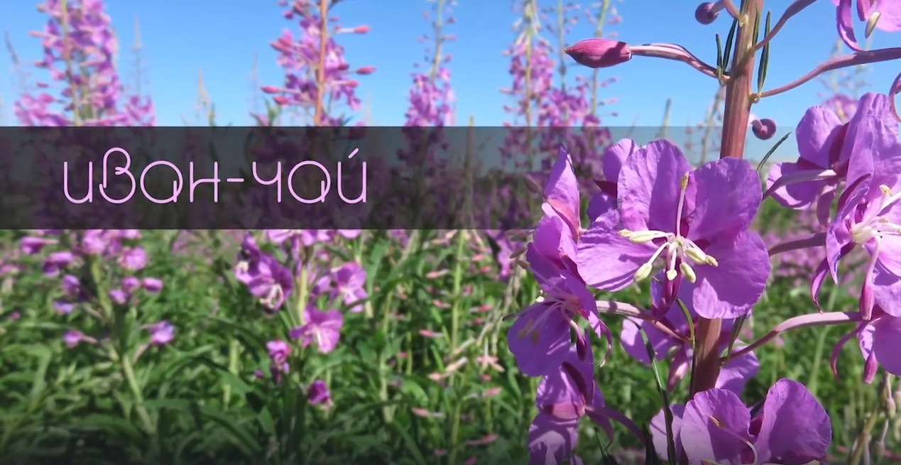 Иван чай. Ivan tea.  伊万茶 イヴァンティ.mp4