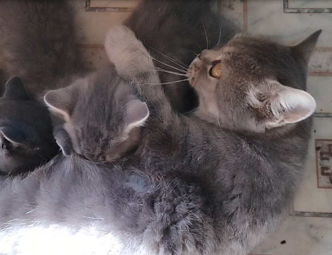 Кошка кормит котят