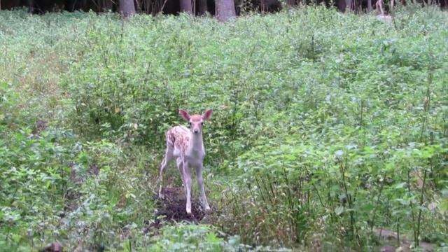 Лани европейские: у заботливых мам летнее пополнение