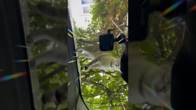 Понаехали тут......