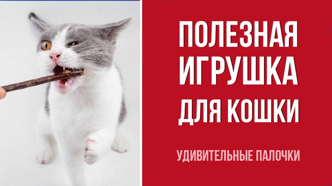 Палочка Мататаби поможет кошке расслабиться и отвлечься
