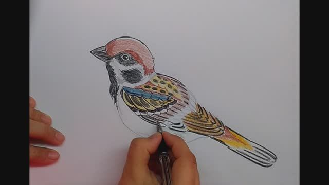 Как нарисовать воробья \\ как нарисовать птицу