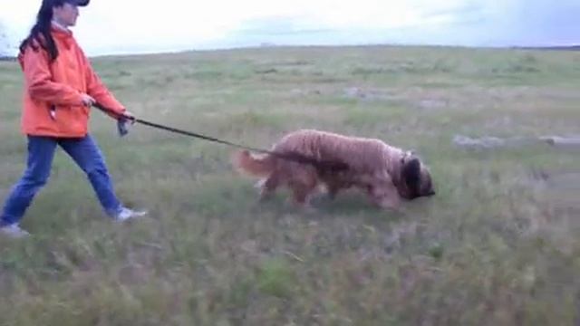 Tracking briard Monika.mp4