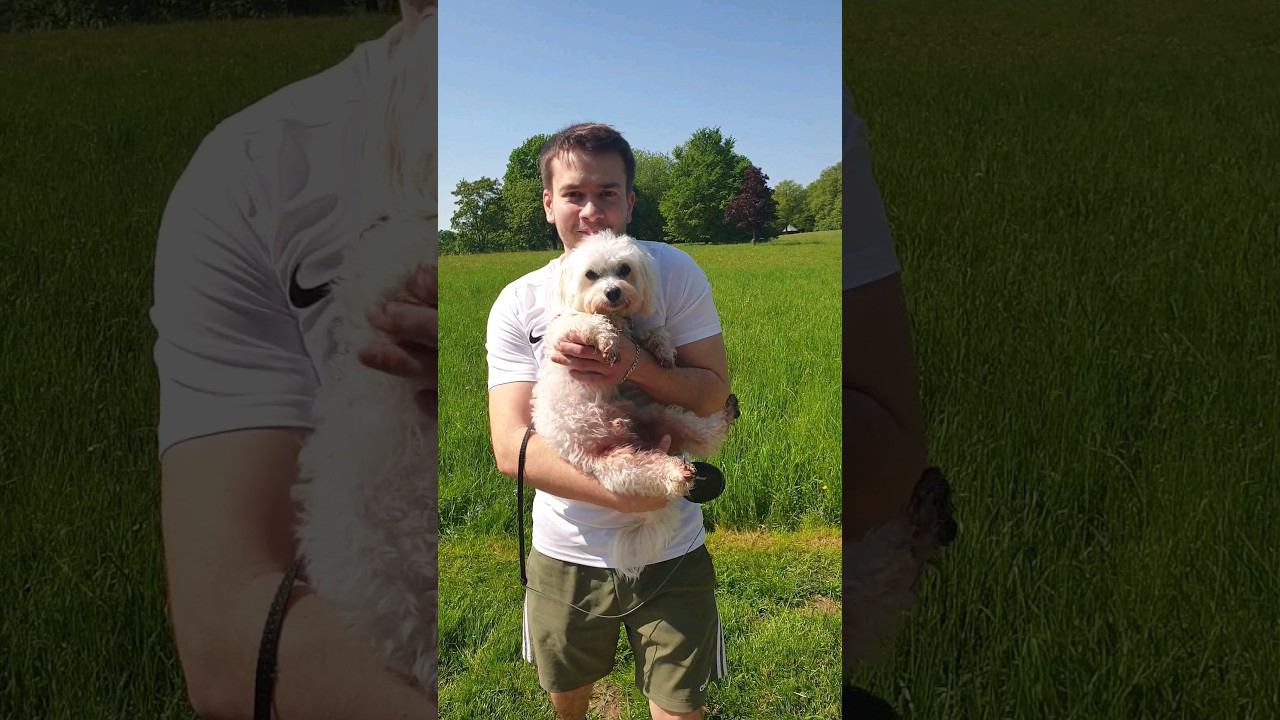 Мальтийская болонка | гуляем #shots #мальтийскаяболонка