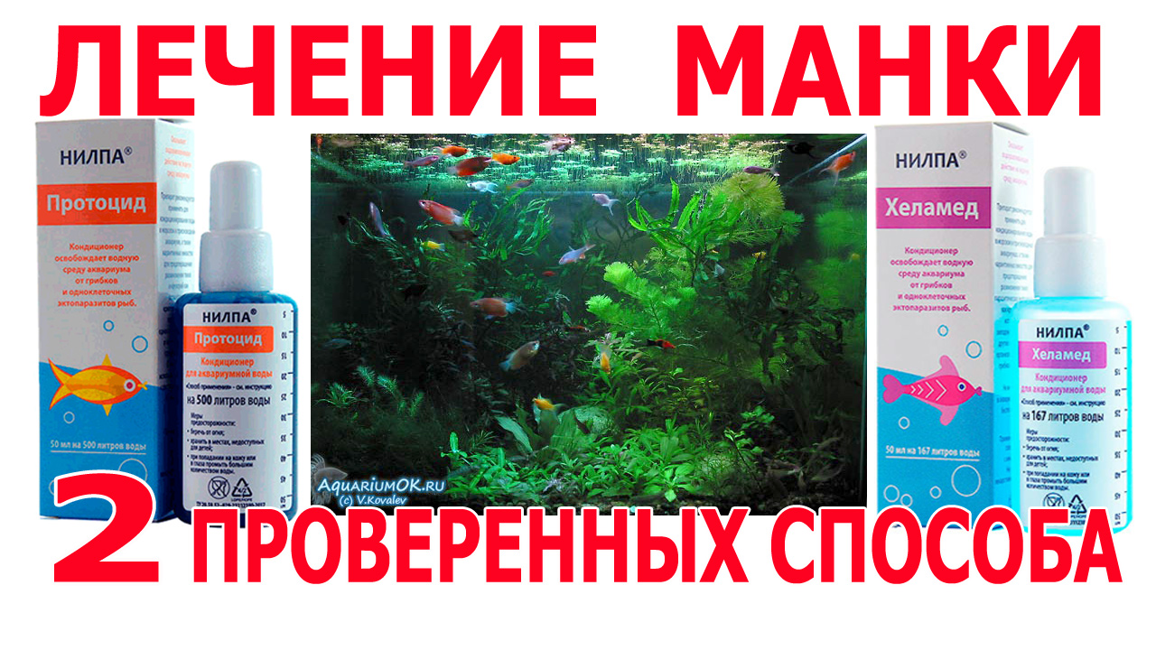 Как лечить аквариумных рыбок от манки ихтиофтириоза: лучшие методы на сегодняшний день.