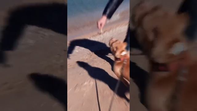 Американский булли . Квини .  Наслаждаемая пустынными пляжами .