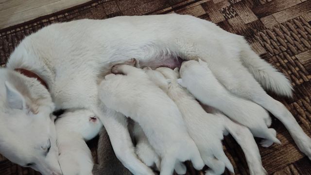 Две недели после рождения. Шестеро щенят. Охотничьи собаки. Два мальчика и 4 девочки. ВО