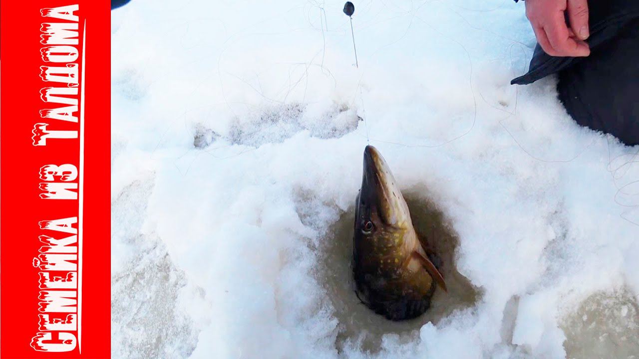 Поймал щуку на 3.8 кг на жерлицы в подмосковье