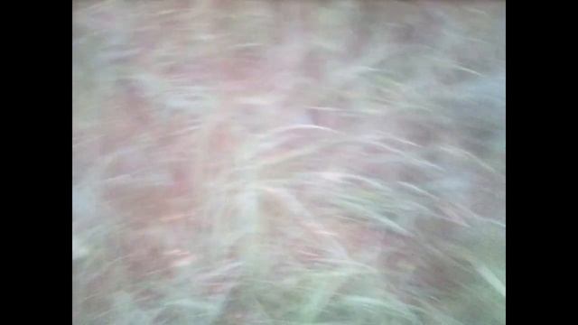 грибы ростовской области.сезон продолжается.