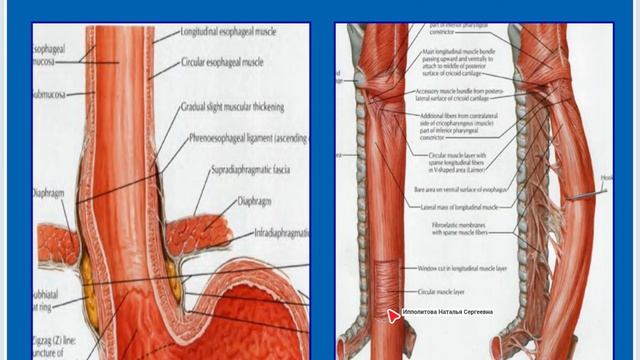 Рентгеноанатомия и физиология пищевода.mp4