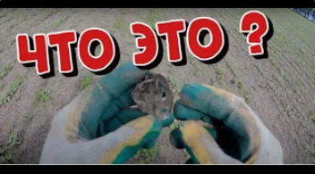 Копать разрешили ! Поиск с металлоискателем XP далеко от дома.