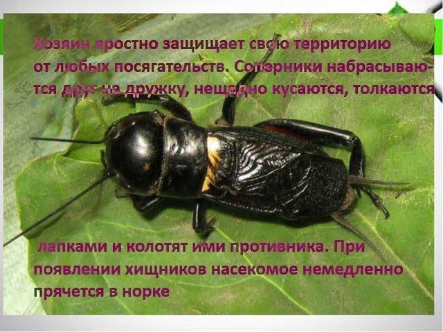 Насекомые/ Сверчок полевой/ ловля, обзор
