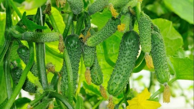 Чудо - средство от болезней и пожелтения листьев у огурцов