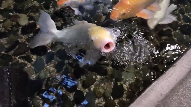 Подарки 🎁 Торговый центр 😊 04.01.2024