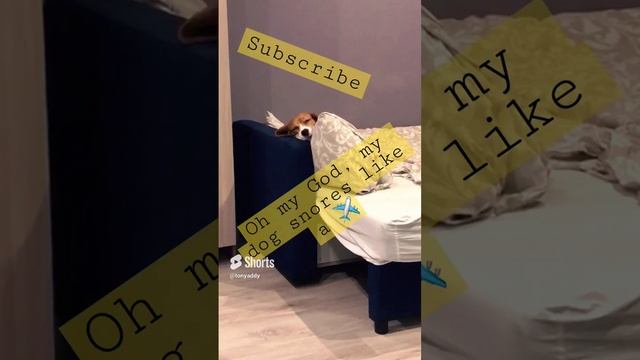 МОЯ собака ХРАПИТ КАК САМОЛЕТ ?