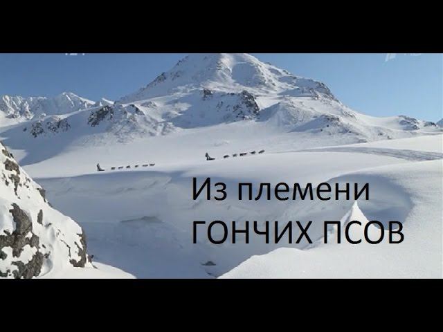 «Из племени гончих псов». -HD- Документальный фильм об уникальной гонке на собачьих упряжках