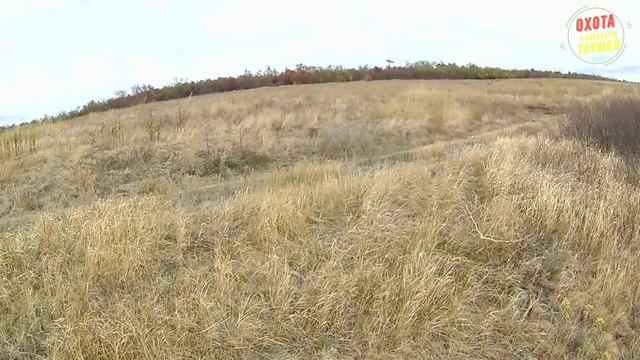 ОХОТА НА УТКУ - ФАЗАНА (осень 2017) ОТКРЫЛСЯ.mp4