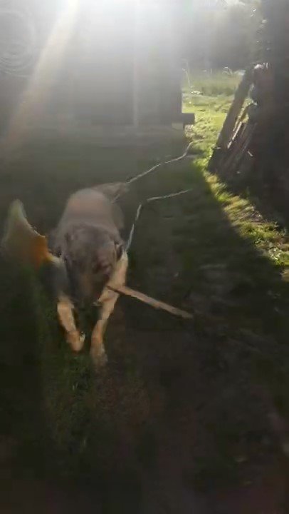 Зря я доверил метлу Улану.